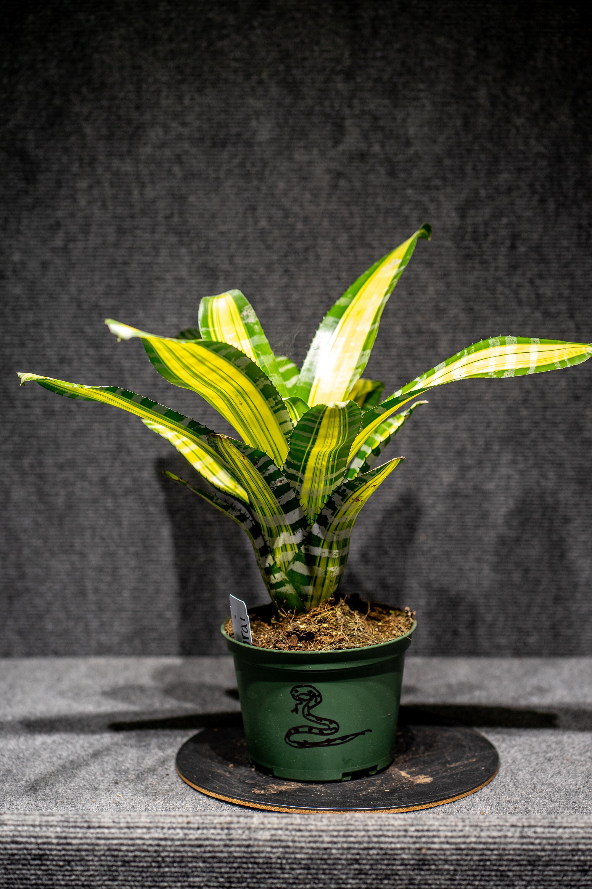 Aechmea Samurai in a 6 Inch Pot | Etsy