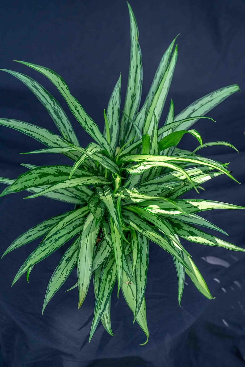 Aglaonema Cutlass Plant: Chinese Evergreen - Etsy