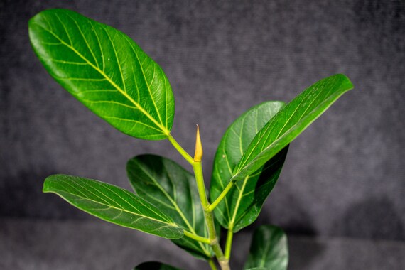 Ficus Benghalensis 'audrey' Potted in an 8 Pot - Etsy