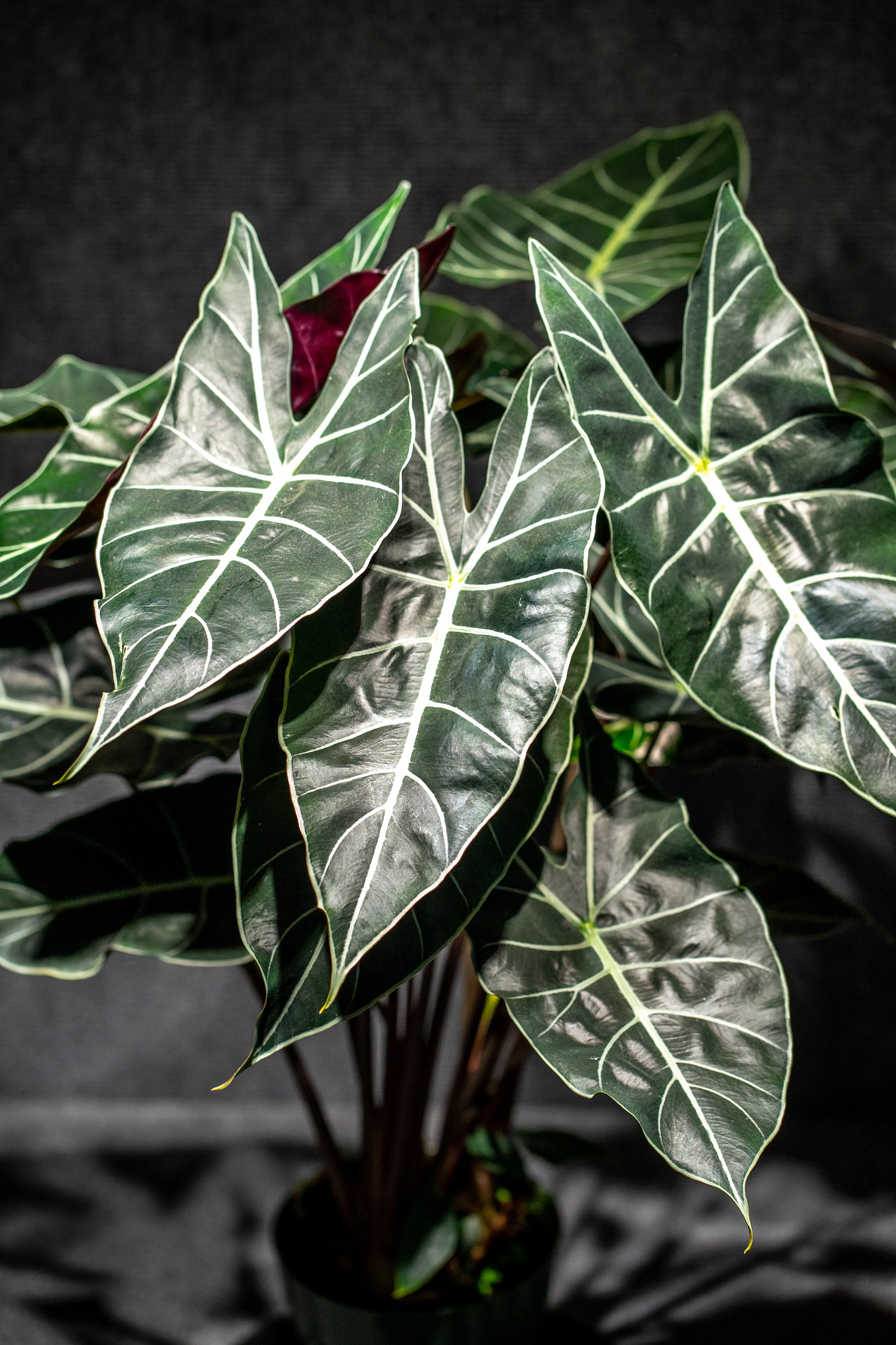 Alocasia Dragons Tooth: Long Leaf Silver Vein Tropical Foliage Plant - Etsy