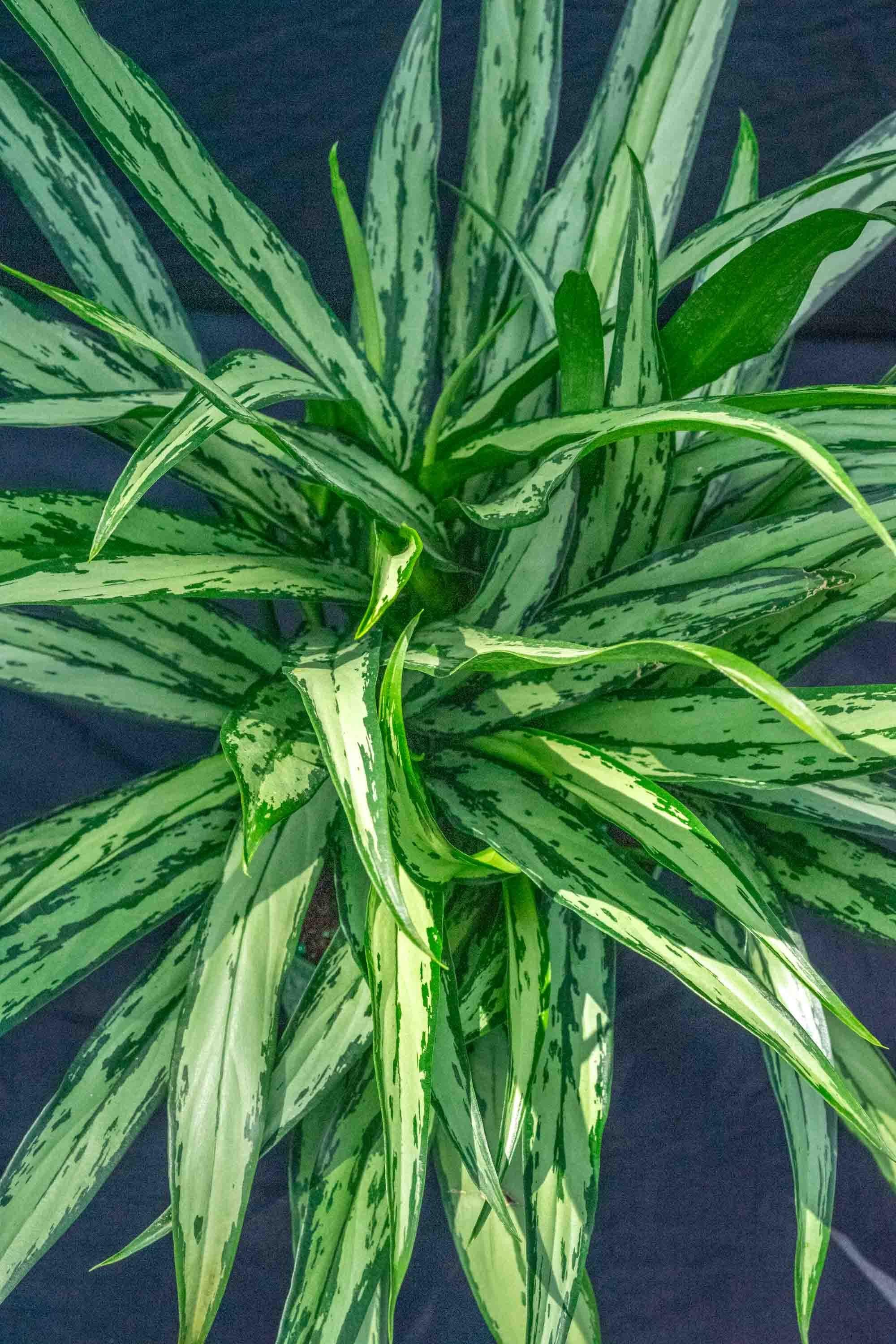 Aglaonema Cutlass Plant: Chinese Evergreen - Etsy