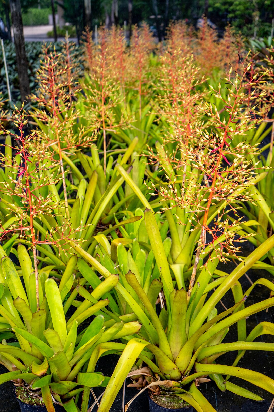 Aechmea Yellow Berries 9" Pot - Etsy