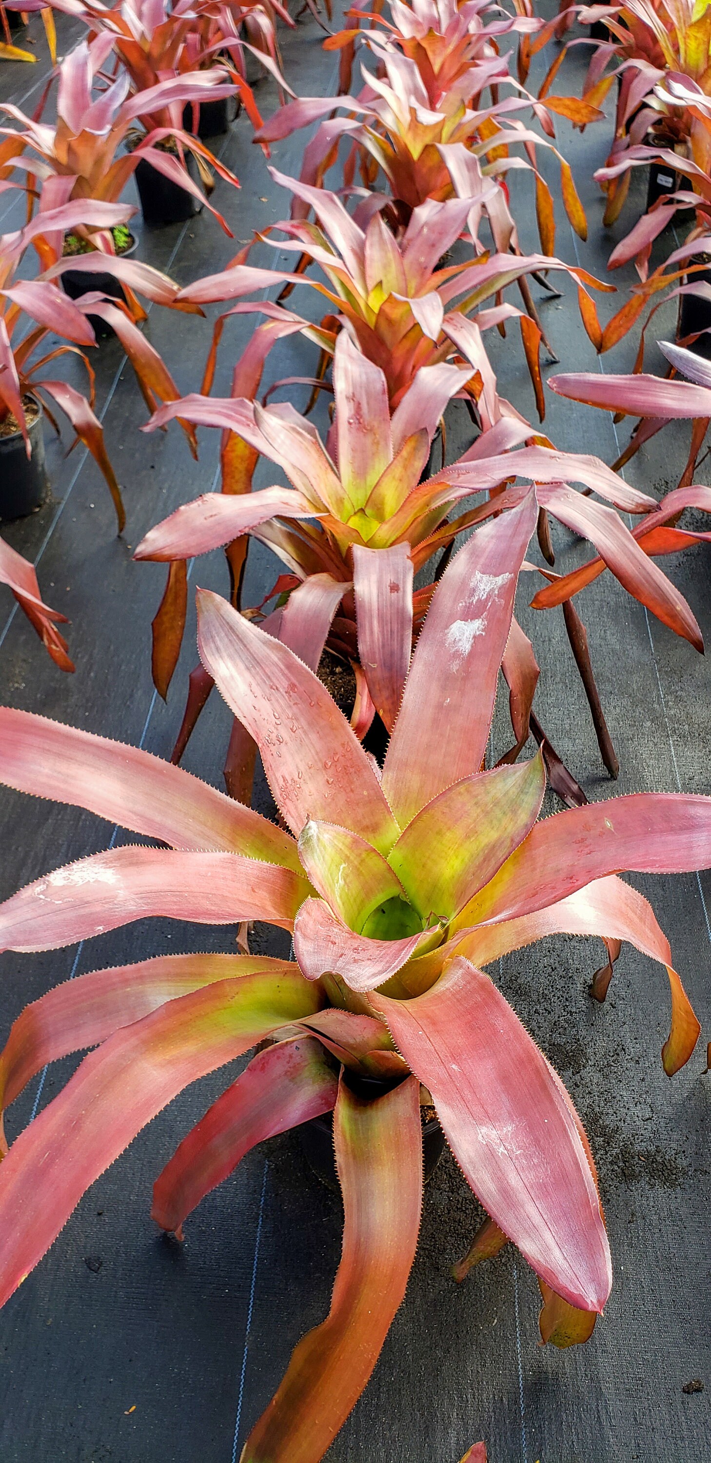 Aechmea Dean 9 Pot - Etsy