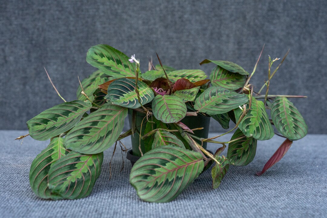 Maranta Red, Maranta Leuconeura 6″ Pot - Etsy