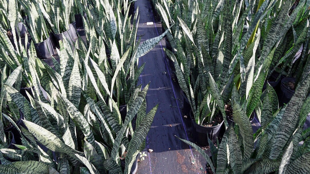 Sansevieria Zeylanica Plant: Ceylon Bowstring Hemp, Air Purifying - Etsy