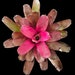 Bromeliad Vriesea Red Chestnut 6 Pot - Etsy