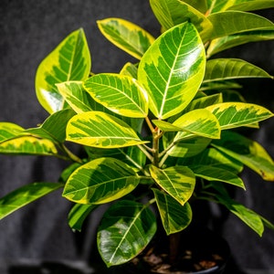 Altissima Ficus 'asian Council Tree' Potted in a 3 Gallon Pot - Etsy
