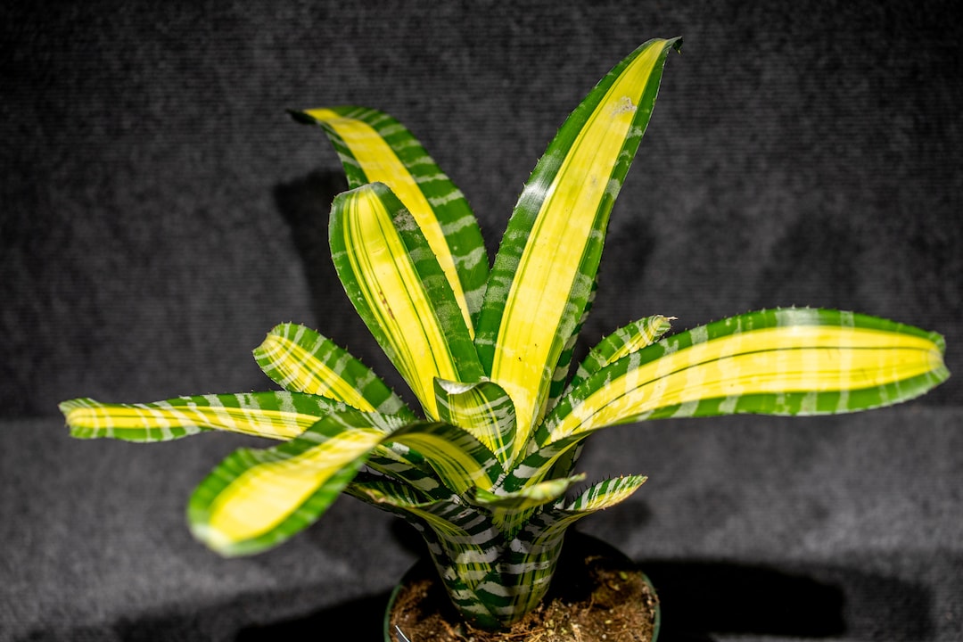 Aechmea Samurai in a 6 Inch Pot - Etsy