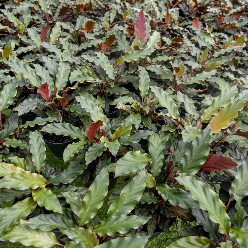 Calathea - Etsy