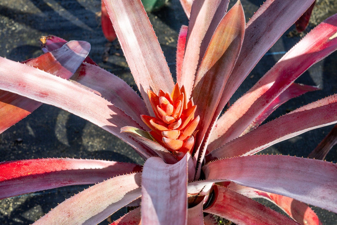 Aechmea Tropic Torch ‘red’ 9″ Pot - Etsy