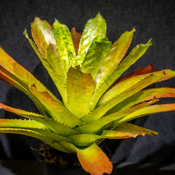 Neoregelia - Etsy