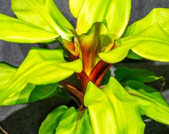 Bromeliad for Terrarium - Etsy