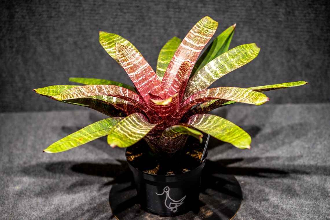 Bromeliad Vriesea Red Chestnut 6 Pot - Etsy
