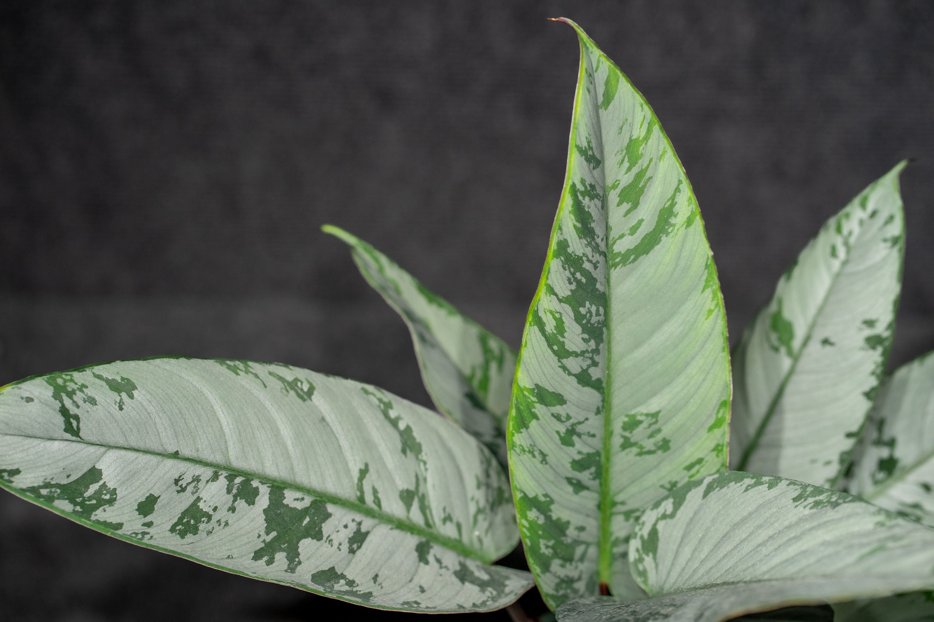 Apoballis Acutissima 'lavaille' Red Sword 6 Pot - Etsy