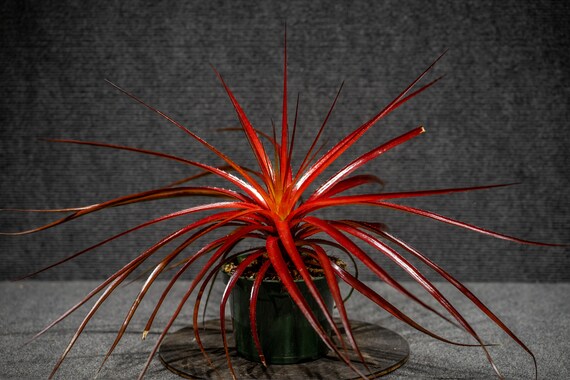 Bromeliad Orthophytum Navioides in a 5 Pot - Etsy UK