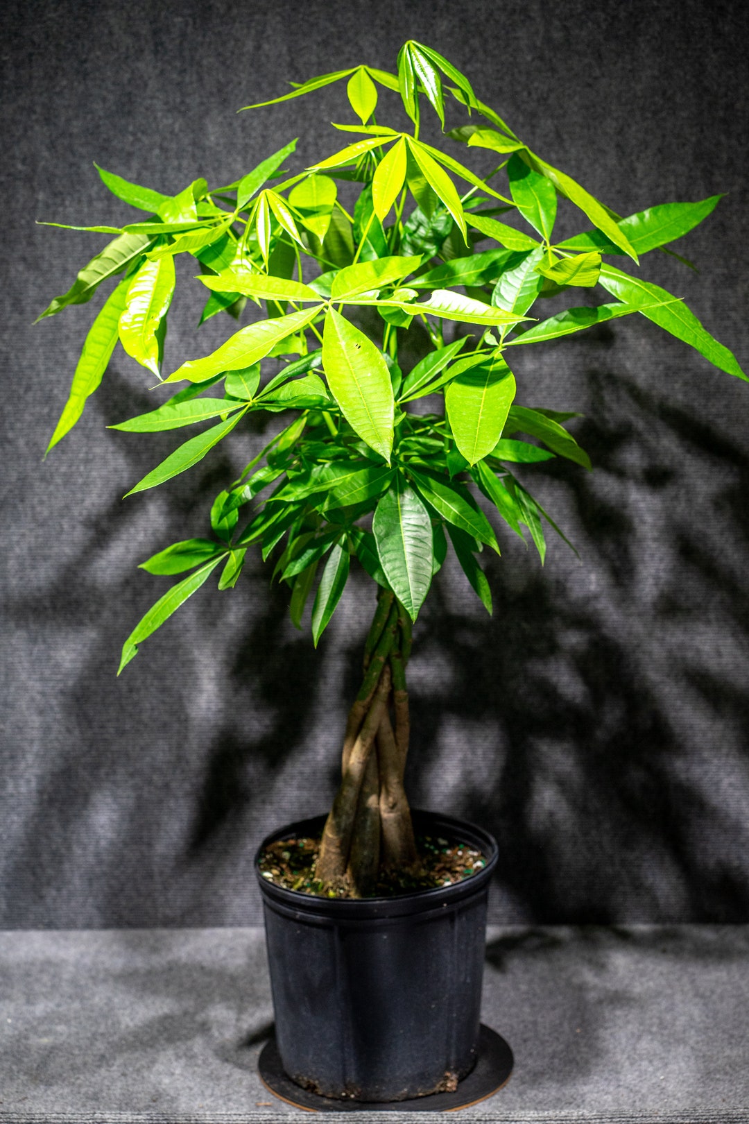 Money Tree Pachira Aquatica in a 3 Gallons Pot - Etsy