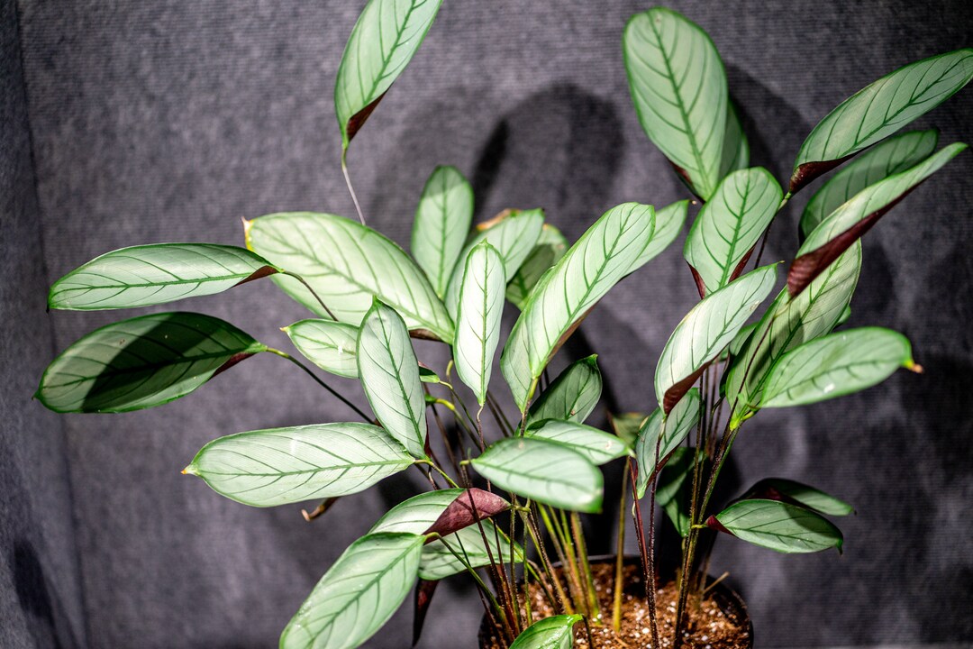 Calathea Ctenanthe Setosa 10" Pot - Etsy