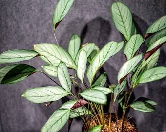 Calathea Setosa Rare Never Never Plant, Ctenanthe Compact Star Gray ...