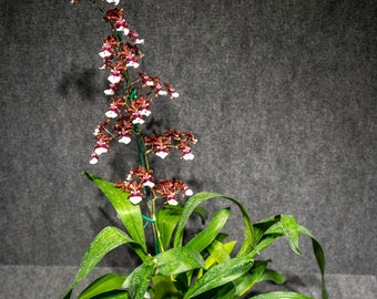 Oncidium Sharry Baby 'red Fantasy', Famous Orchid With Chocolate ...