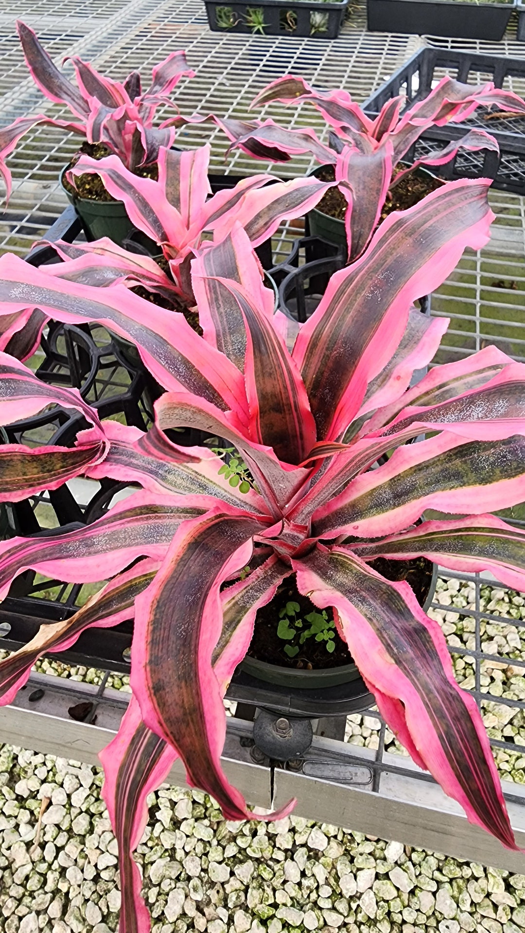 Cryptanthus Red Baron 5" Pot - Etsy