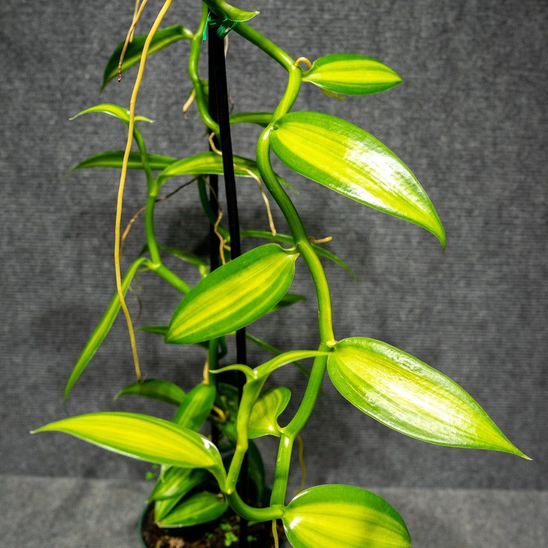 Vanilla Bean Plant - Etsy