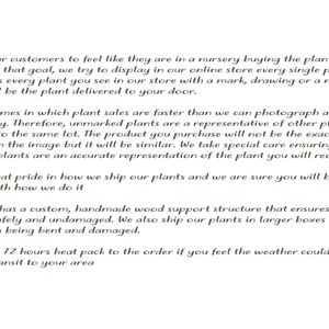 Bromeliad Orthophytum Navioides in a 5" Pot - Etsy