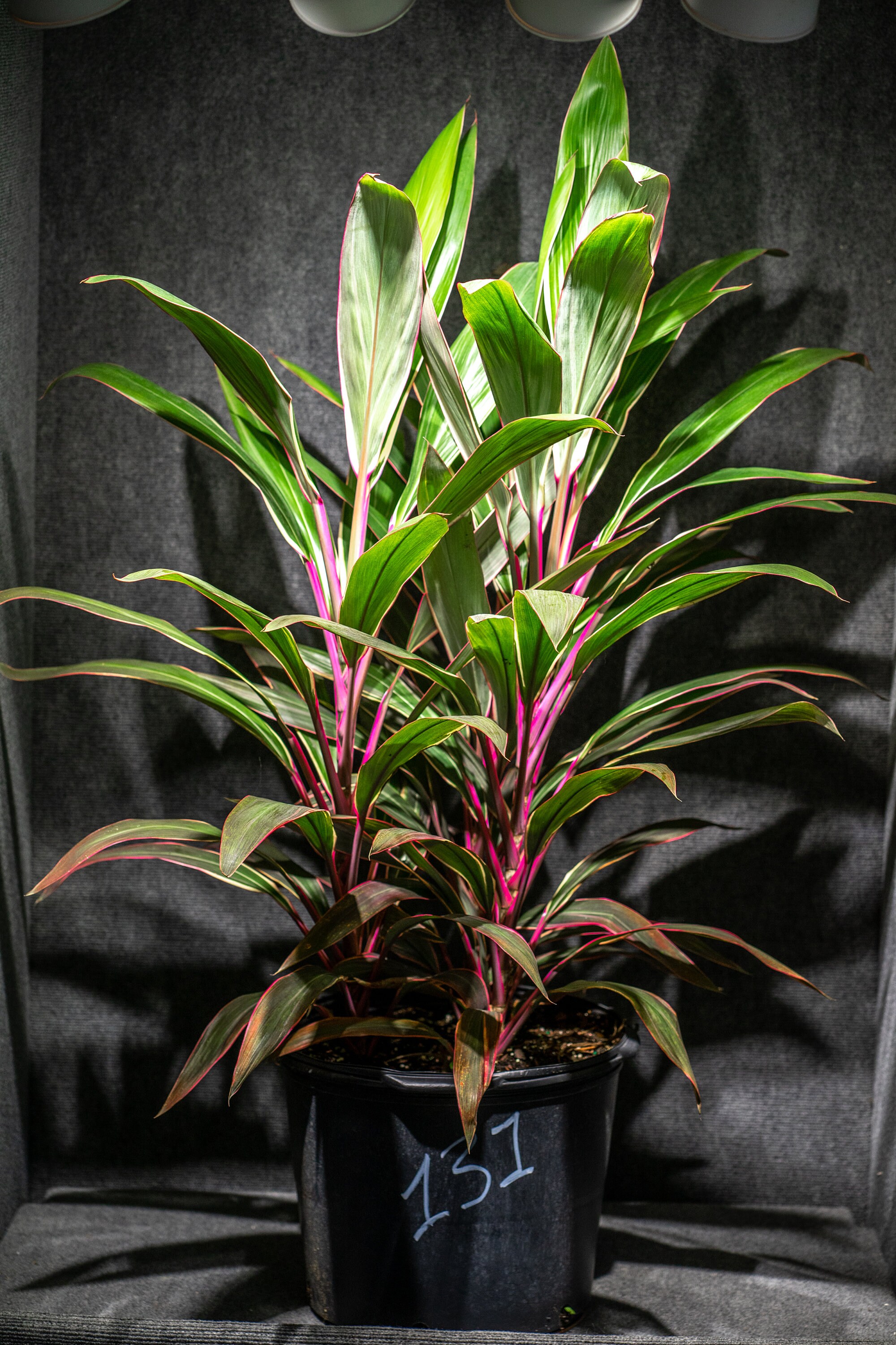 Cordyline Terminalis Pink Diamond Dracaena 14 Inch 5 Gallon - Etsy
