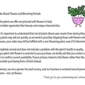 Dendrobium Poper Red - Etsy