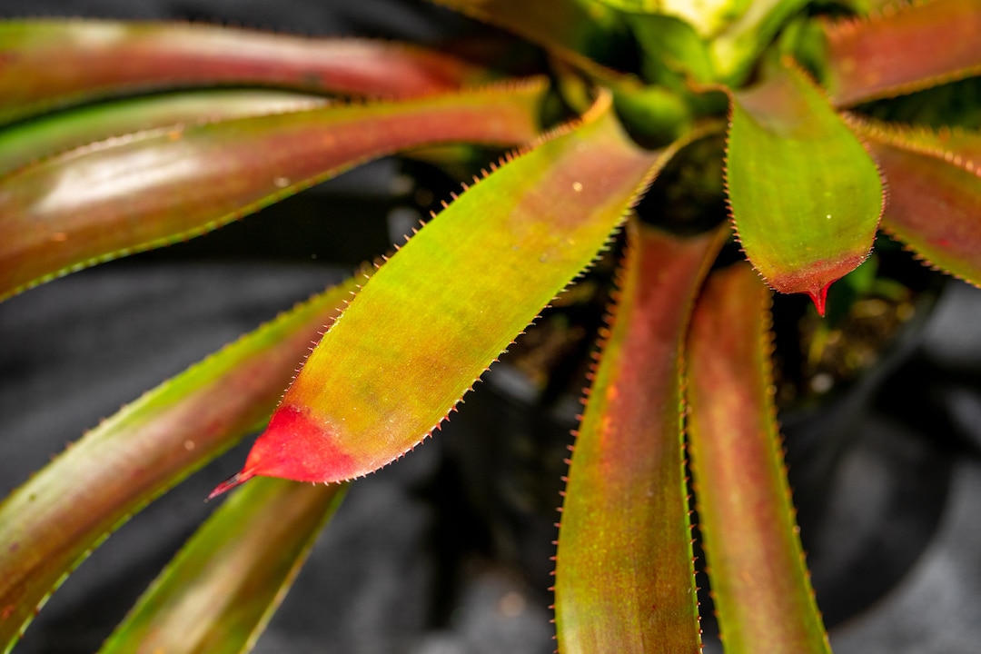 Bromeliad Aechmea Greg 9" Pot - Etsy