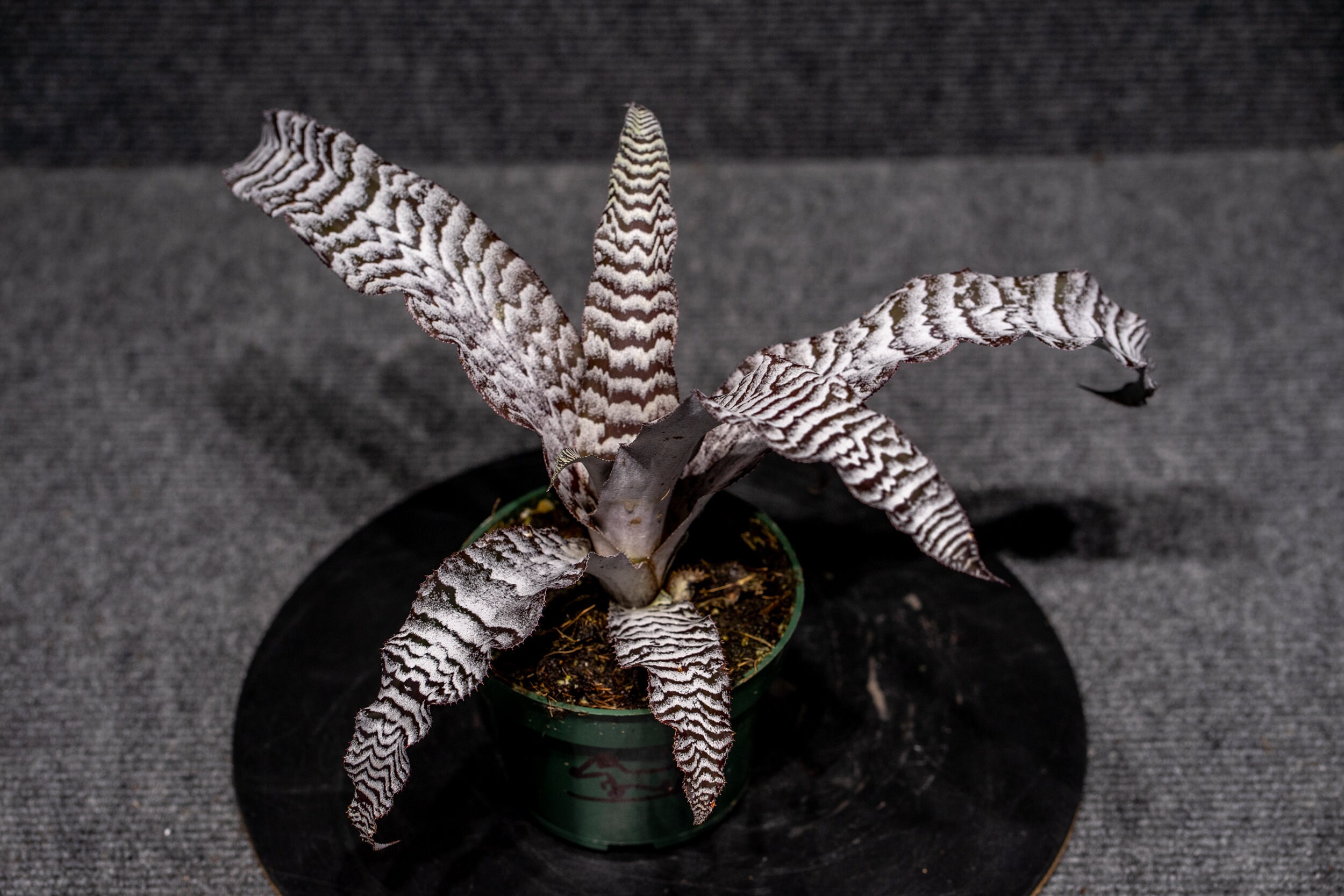 Bromeliad Cryptanthus Absolute Zero potted in a 4 inch pot | Etsy