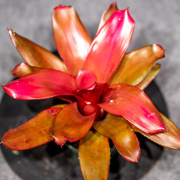 Neoregelia - Etsy