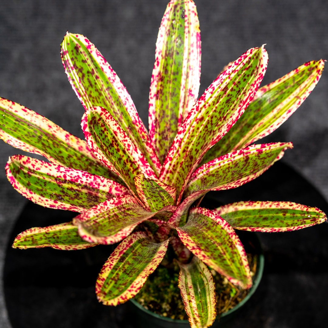 Neoregelia ‘heat Rash’ Bromeliad 4” Pot – Colorful Compact Tropical ...