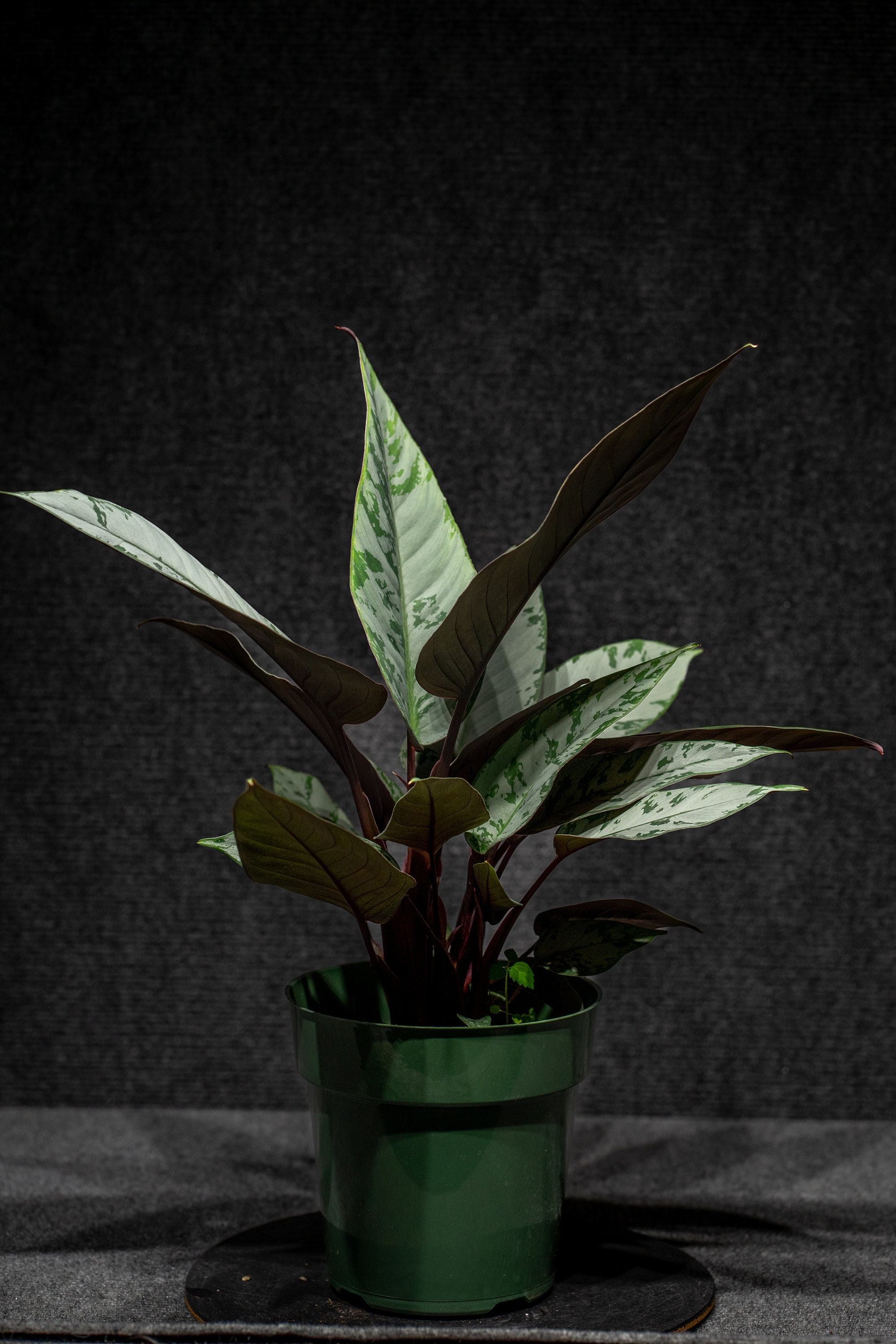 Apoballis Acutissima 'lavaille' Red Sword 6 Pot - Etsy