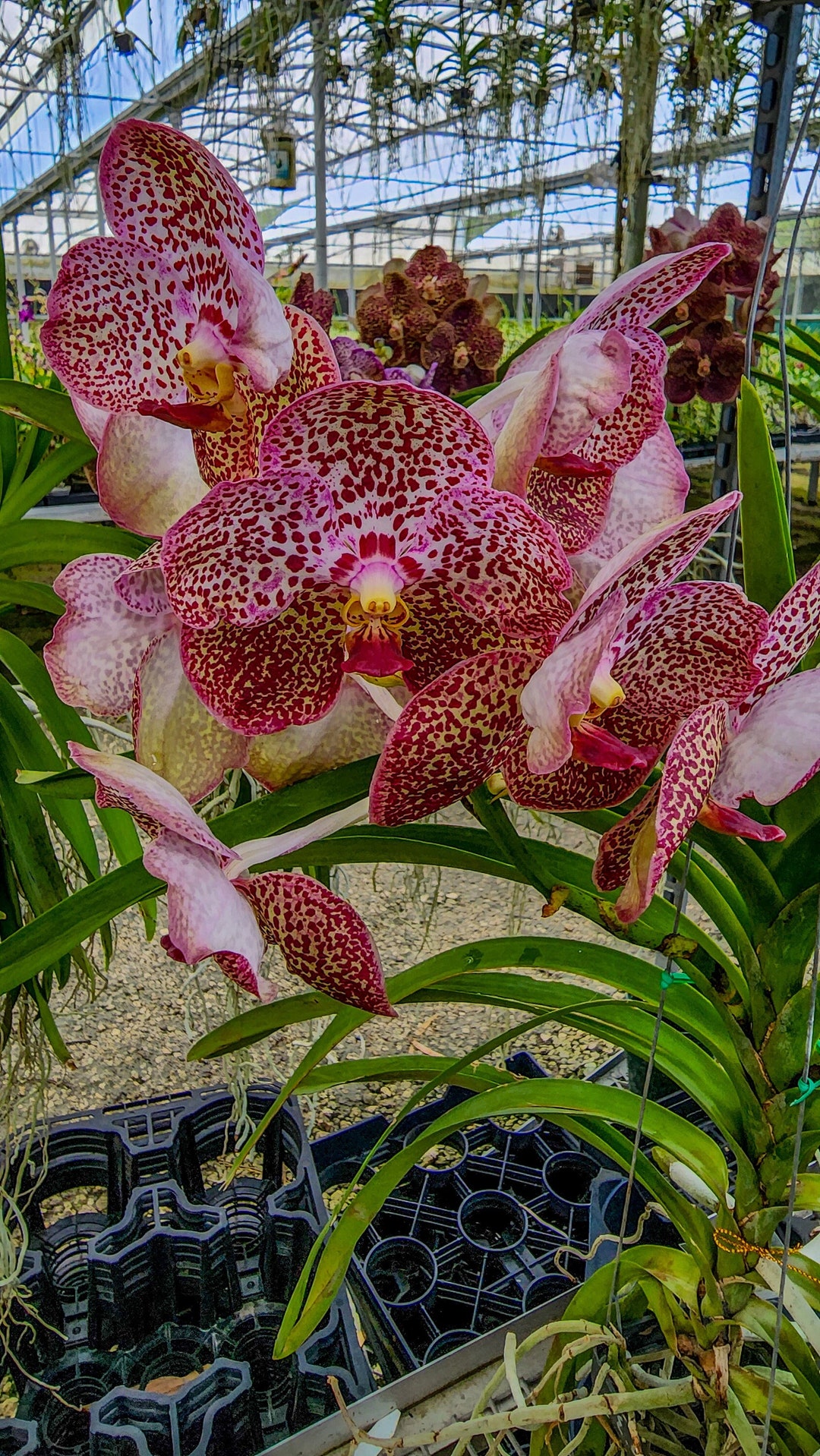Vanda Uraiwan Belle #453 - Etsy