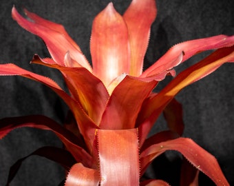 Bromeliad Aechmea Don Juan Pot 9 | Etsy