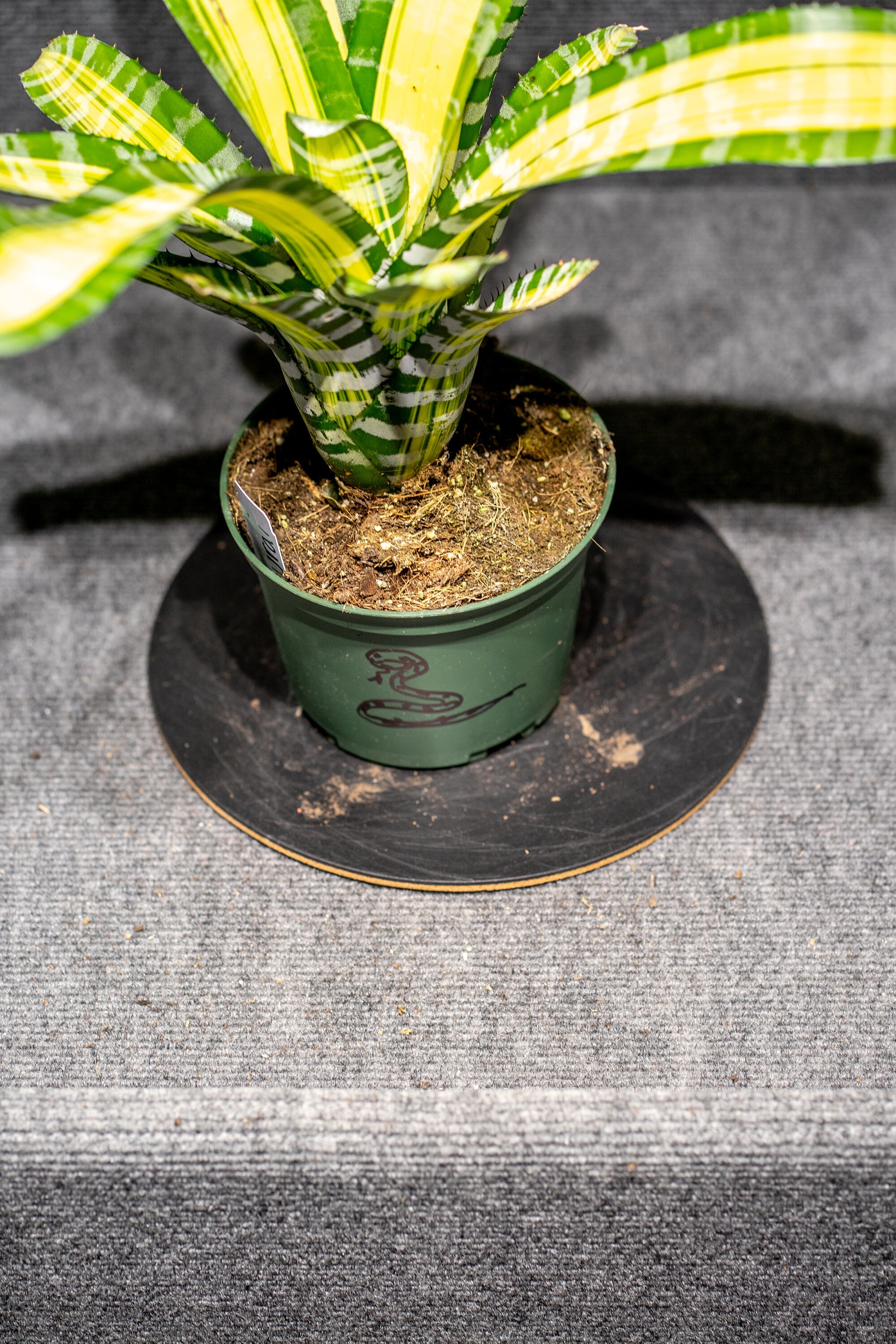 Aechmea Samurai in a 6 Inch Pot | Etsy