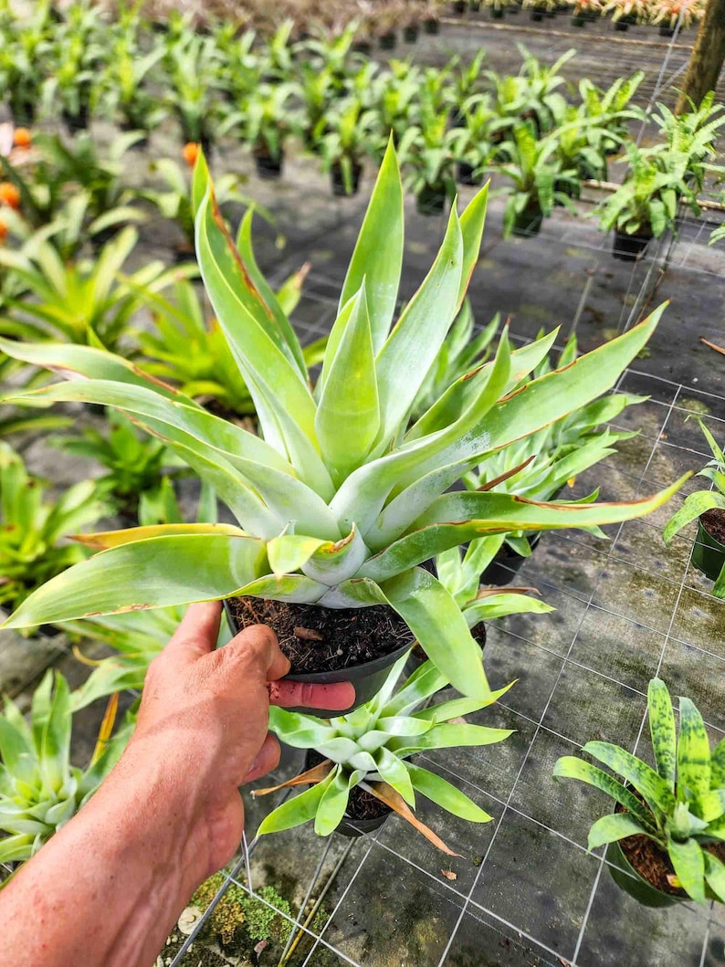 Buy Catopsis Berteroniana: Carnivorous Bromeliad Online in India - Etsy