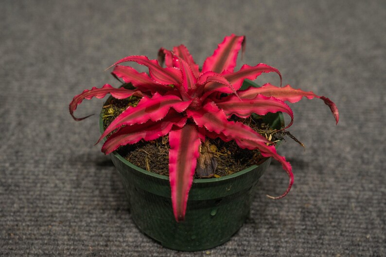 Cryptanthus Ruby Earth Star Plant 4 Inch Pot Tropical Pink Indoor ...