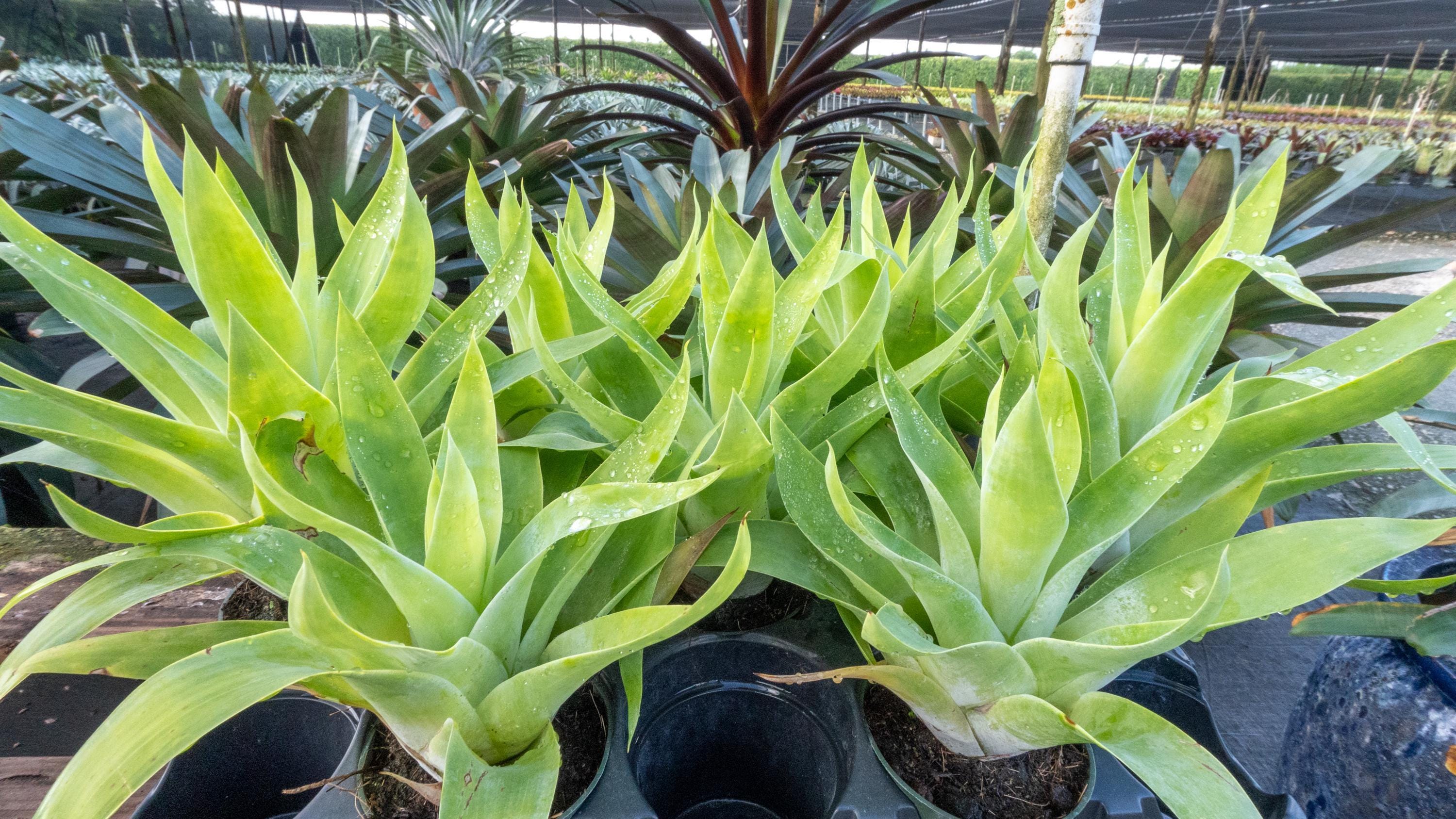 Catopsis Berteroniana: Carnivorous Bromeliad - Etsy