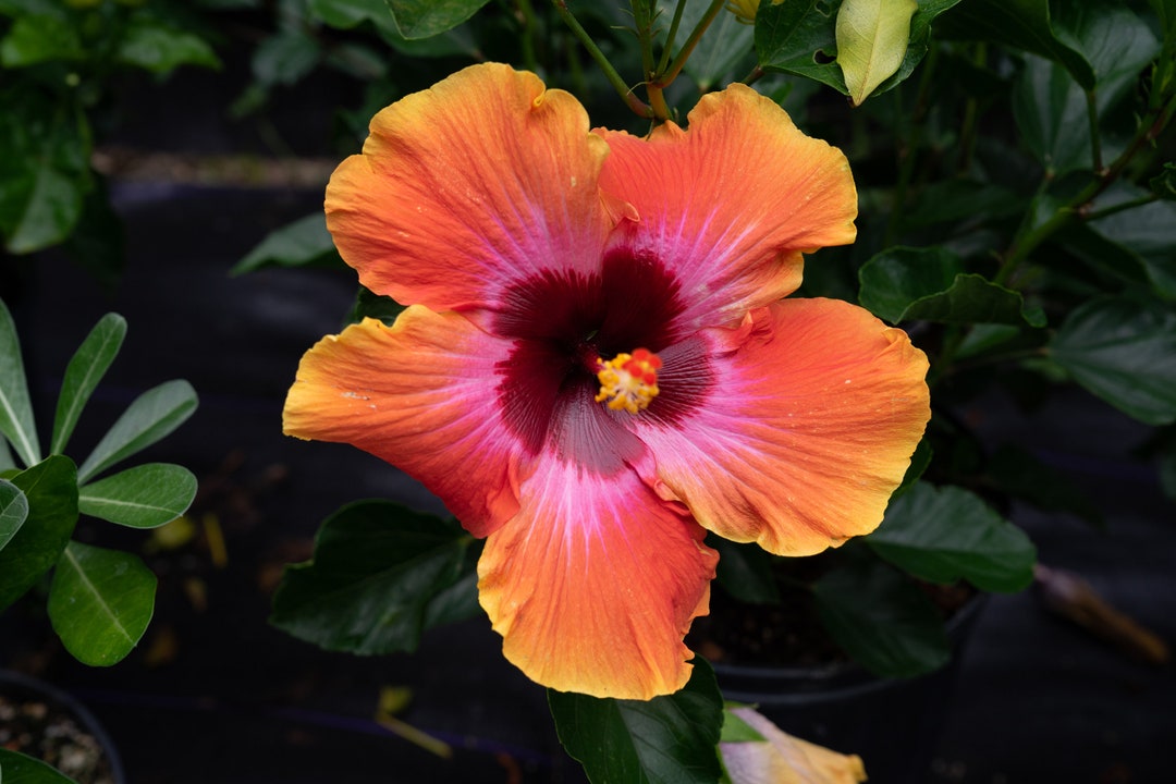 Hibiscus Fiesta 9″ Pot - Etsy