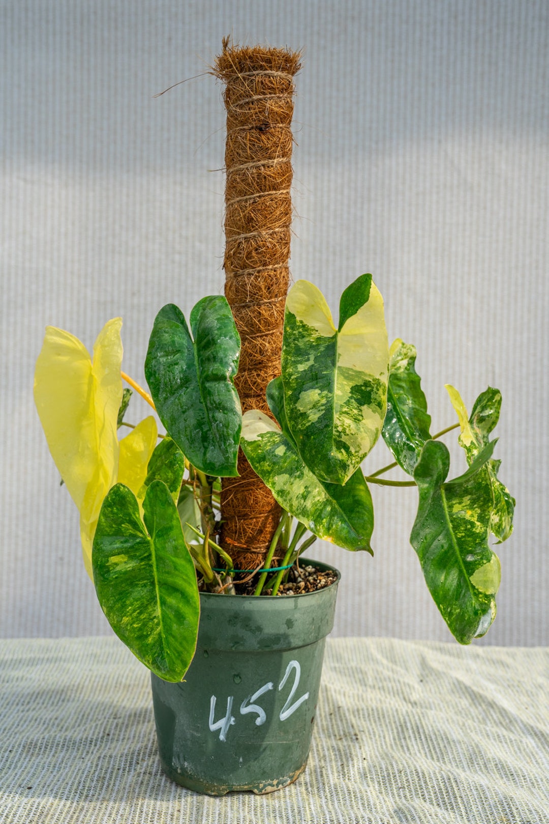 Philodendron Burle Marx Variegated 6" Pot - Etsy