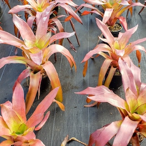 Aechmea Dean 9" Pot - Etsy