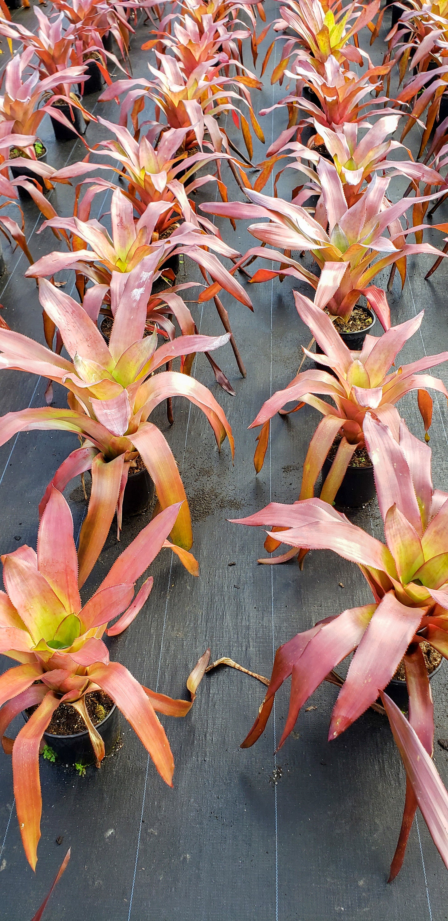 Aechmea Dean 9 Pot - Etsy