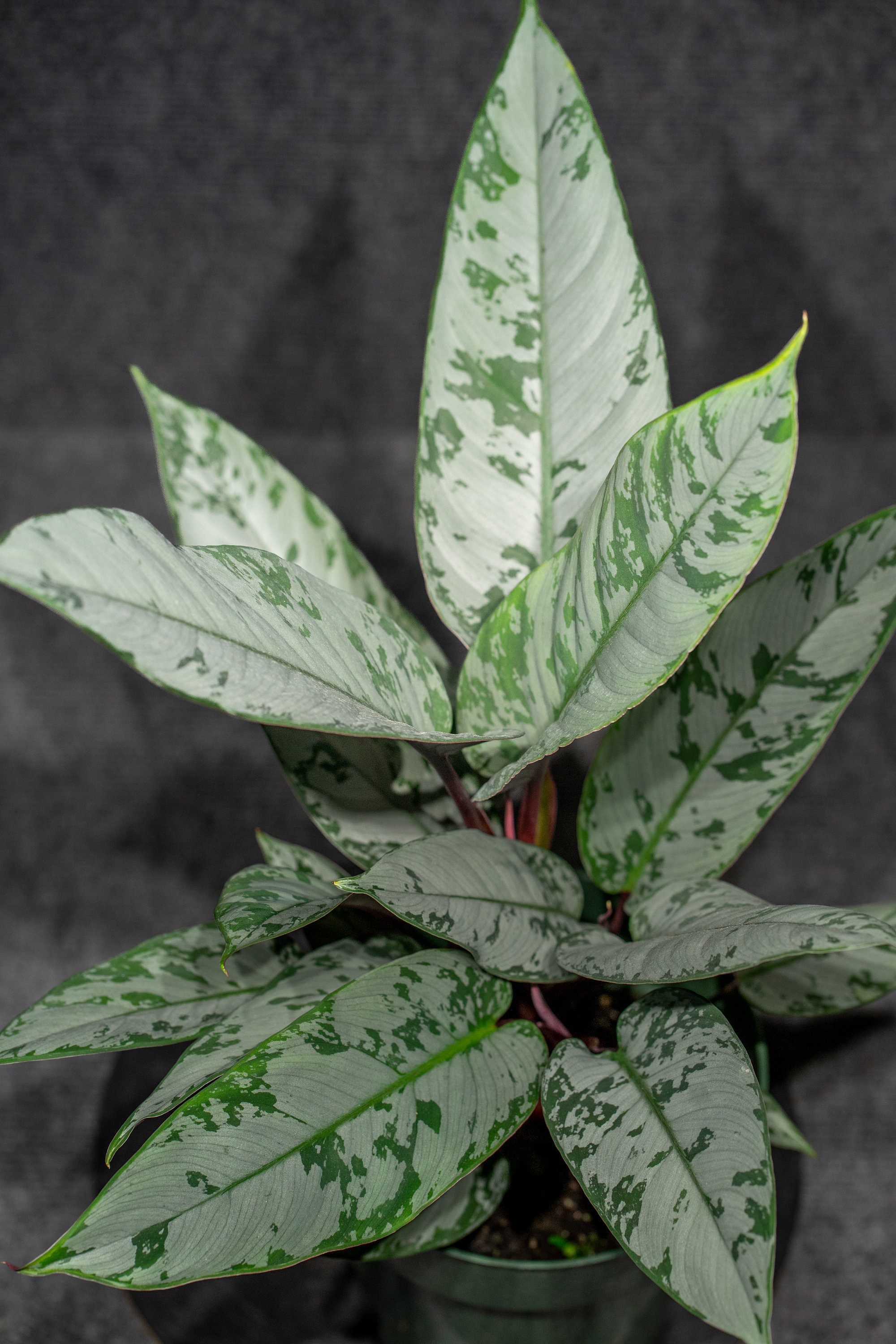 Apoballis Acutissima 'lavaille' Red Sword 6 Pot - Etsy