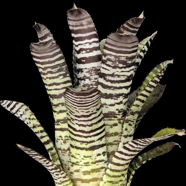 Bromeliad Collector - Etsy