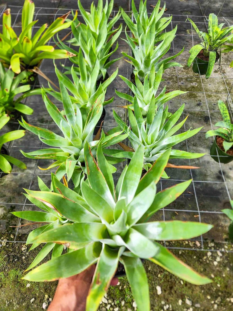 Catopsis Berteroniana: Carnivorous Bromeliad - Etsy