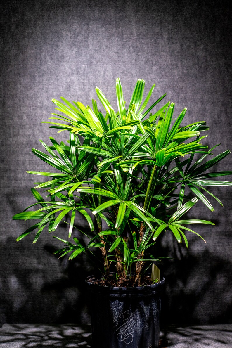 Rhapis Excelsa Lady Palm 9 Pot - Etsy