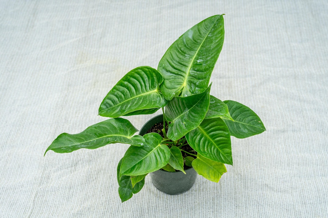 Anthurium Veitchii King Plant (large Leaves, 6" Pot) - Etsy
