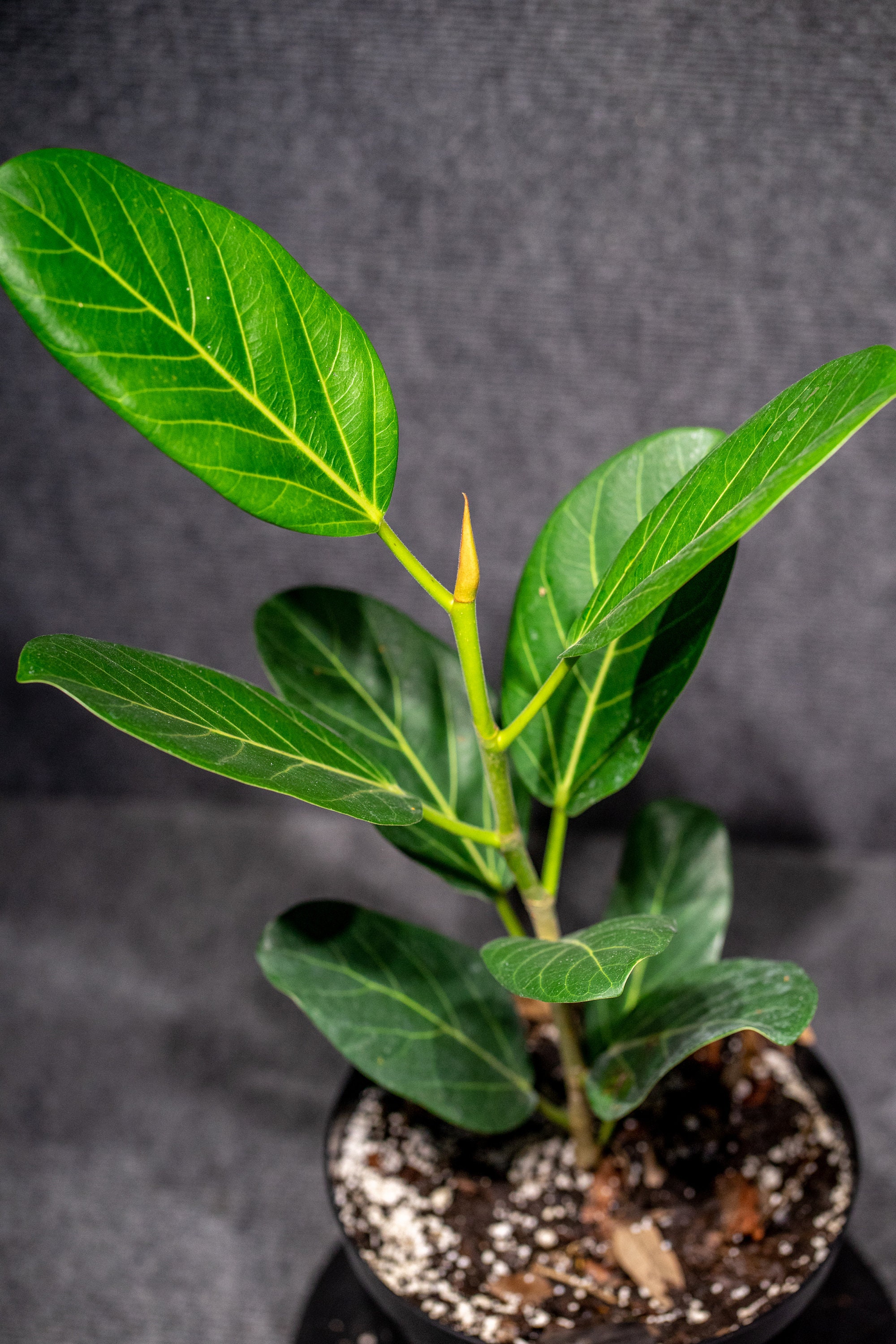 Ficus Benghalensis 'audrey' Potted in an 8 Pot - Etsy