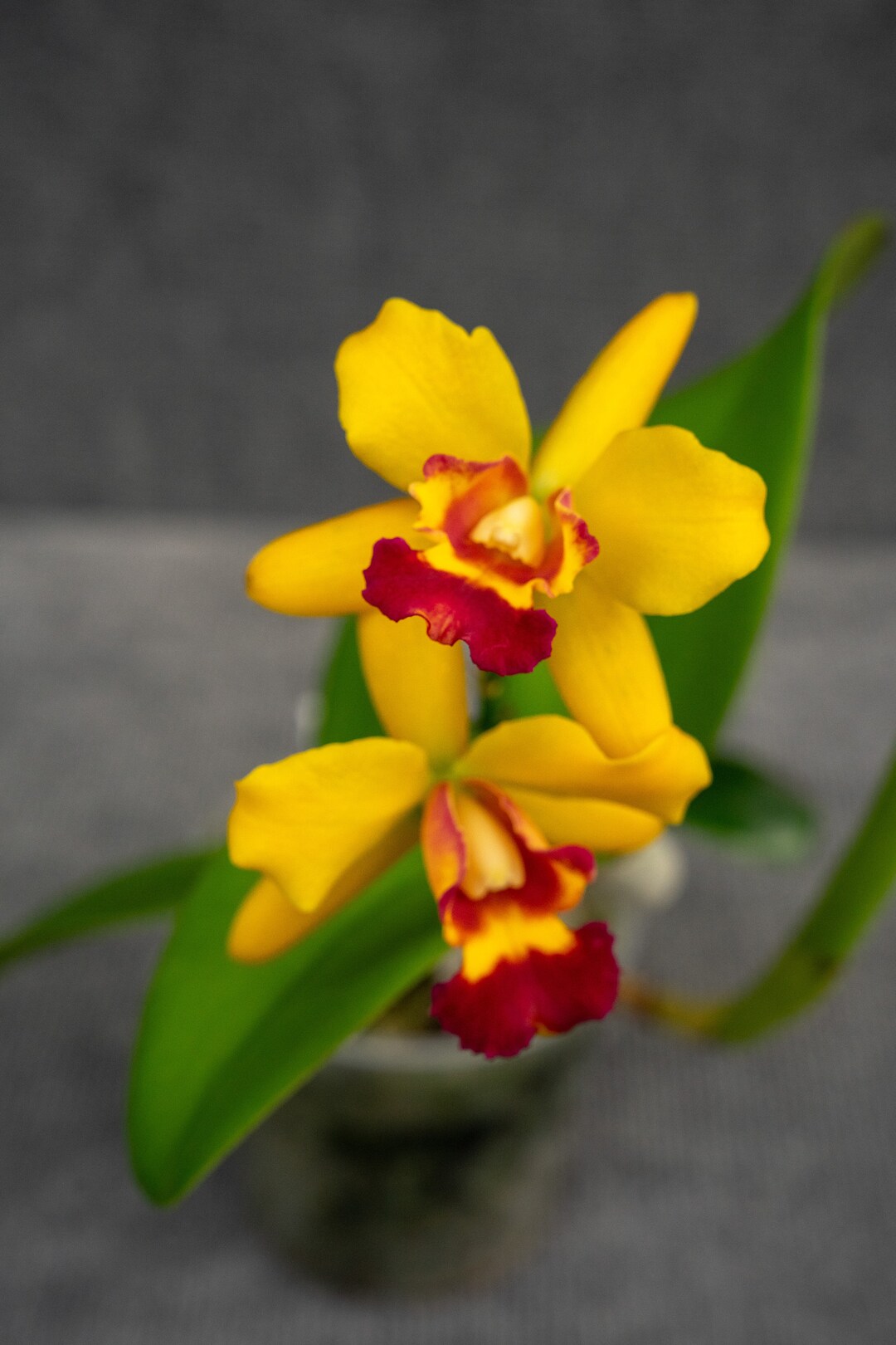 Cattleya Smiling Lady - Etsy